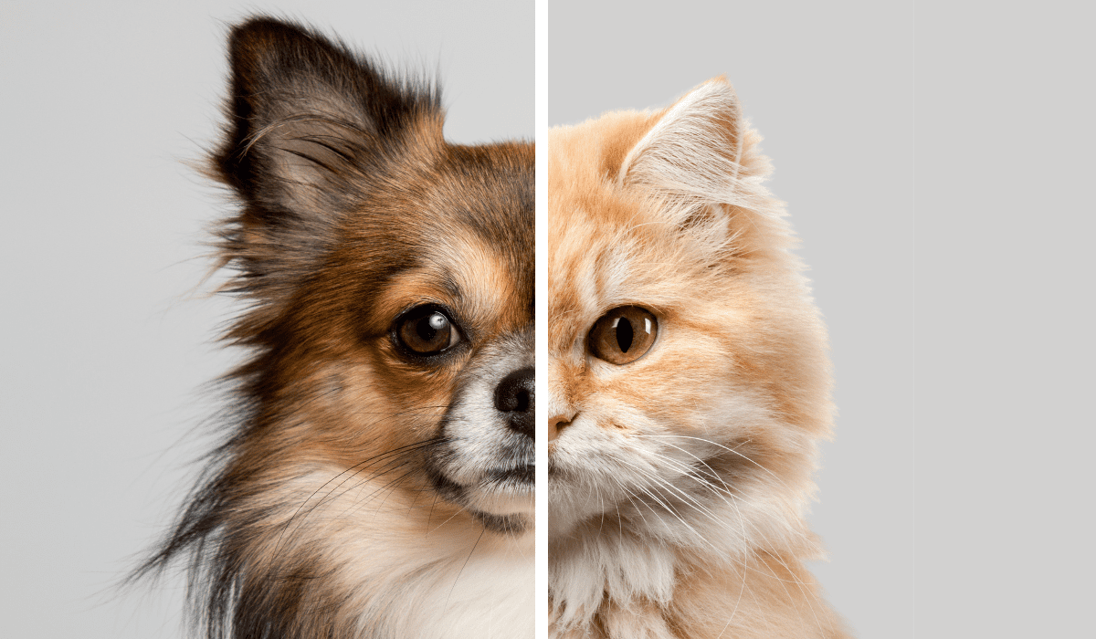 Semaine Nationale de l'Identification - Identifier mon animal