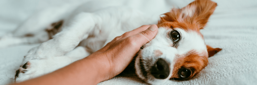 L'identification du chien - Identifier mon animal