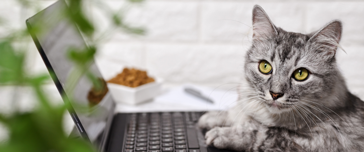 Simplifiez vos démarches en ligne pour votre animal sur i-cad.fr