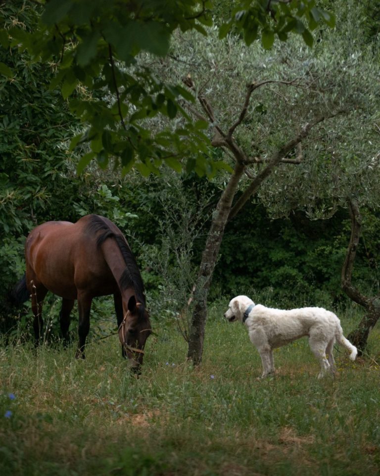 Miser sur le bon cheval : l’identification ! - Identifier mon animal