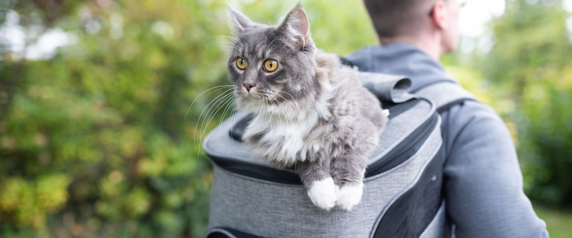 Caisse de transport pour chat : comment la choisir