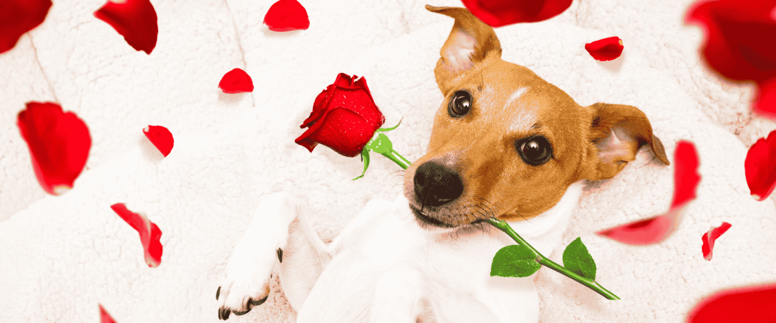 Simplifiez vos démarches en ligne pour votre animal sur i-cad.fr