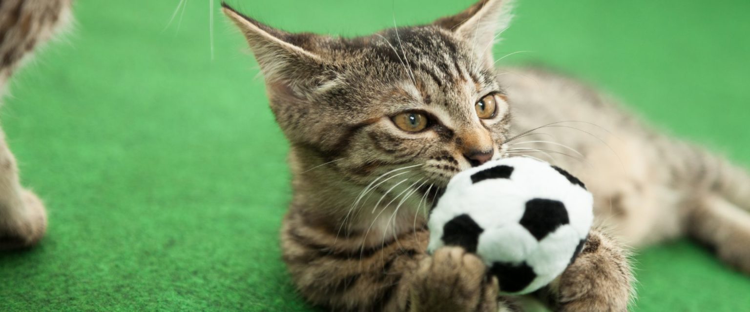 Simplifiez vos démarches en ligne pour votre animal sur i-cad.fr