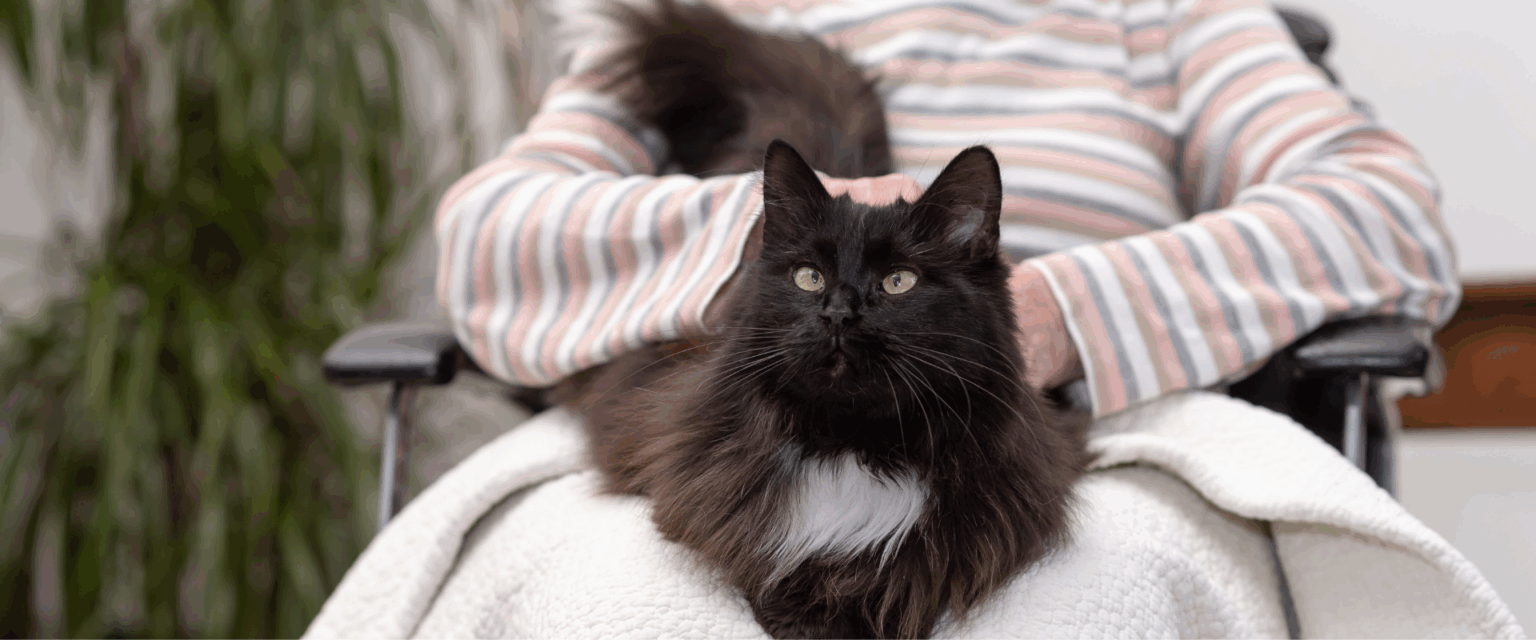 Simplifiez vos démarches en ligne pour votre animal sur i-cad.fr